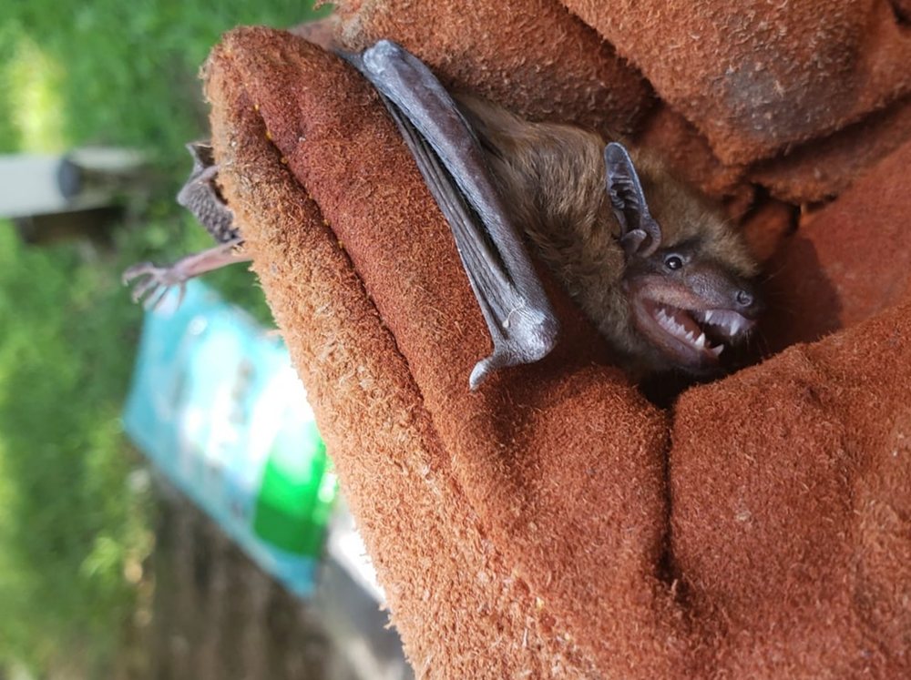 BUFFALO ANIMAL EXTERMINATOR - Updated July 2025 - 23 Photos - Buffalo ...