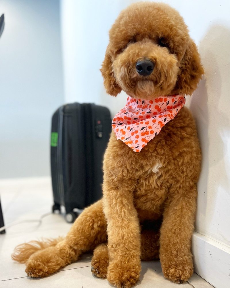 FIRE PLUG GROOMING - Updated September 2025 - 30 Photos & 54 Reviews ...