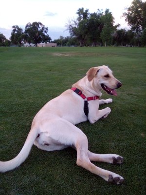 UNM NORTH GOLF COURSE - Updated July 2025 - 34 Photos & 16 Reviews ...