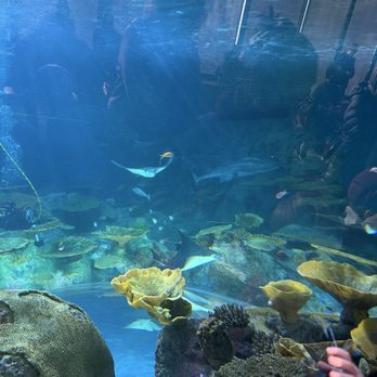 SEATTLE AQUARIUM - Updated January 2025 - 4216 Photos & 1401 Reviews ...