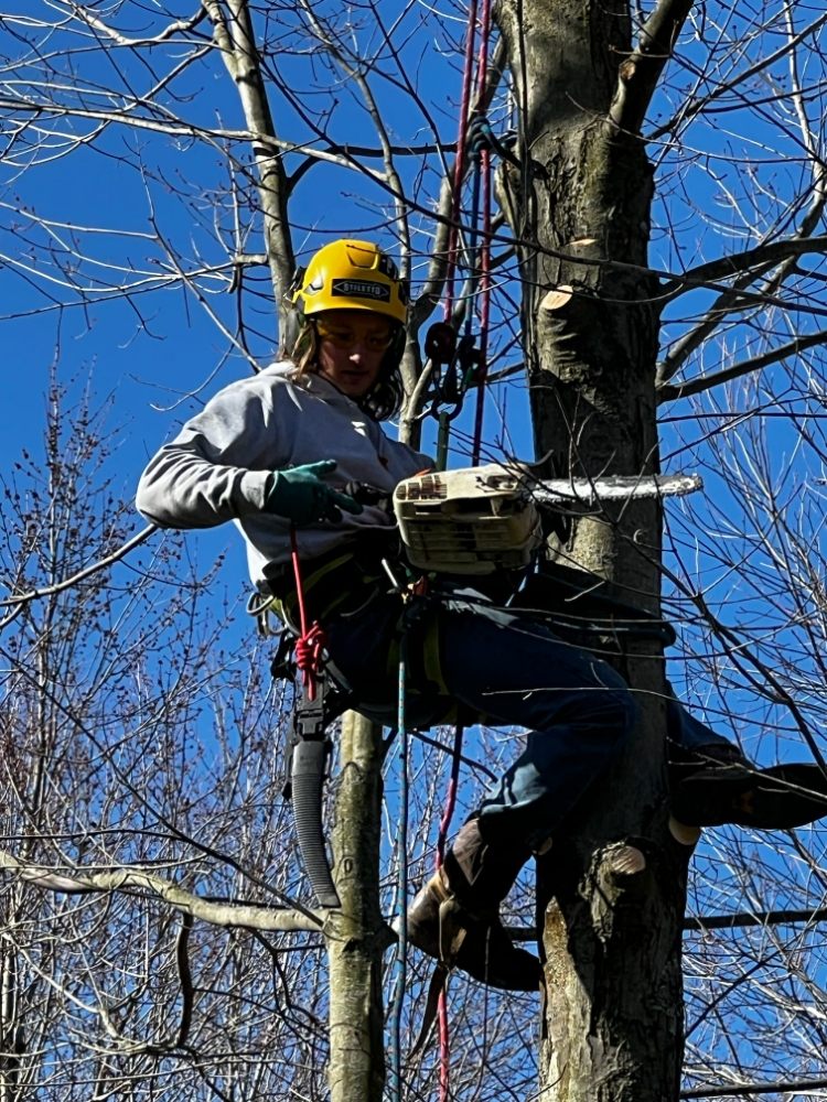 PERKINS TREE SERVICES - Updated May 2024 - 12 Photos - Mantua, Ohio ...