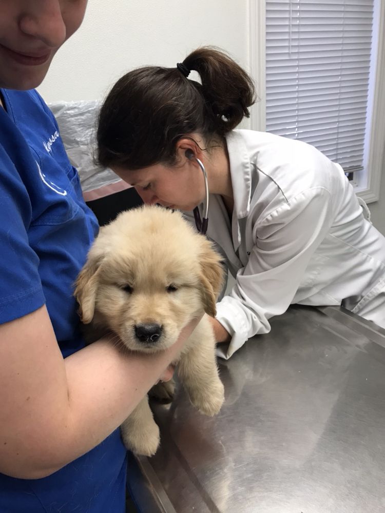 ROCKING O ALPACA’S AND GOLDEN RETRIEVERS - Updated November 2025 - 49 ...