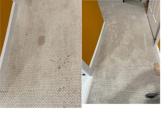 STEAMASTER CARPET CLEANING - Updated December 2025 - 16 Photos & 29 ...