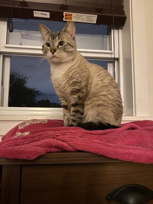 RYAN VETERINARY HOSPITAL - Updated July 2025 - 15 Photos & 194 Reviews ...