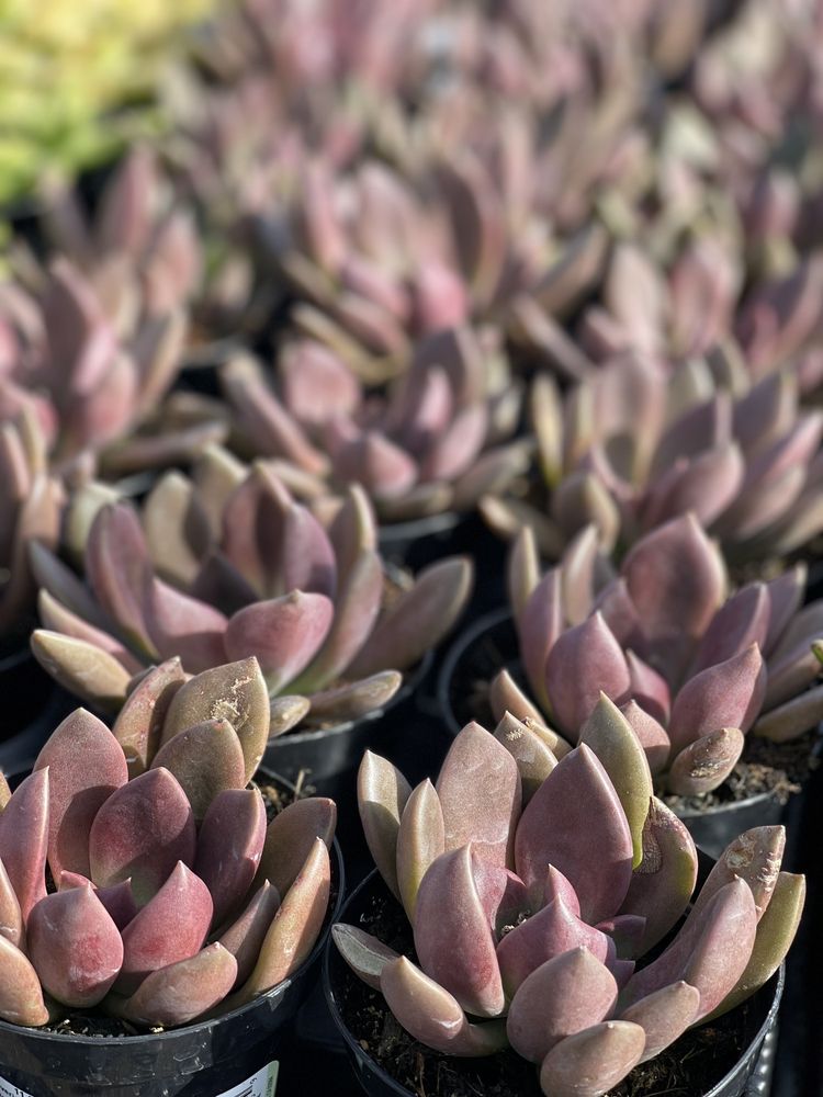 WATERWISE BOTANICALS - Updated December 2025 - 409 Photos & 105 Reviews ...