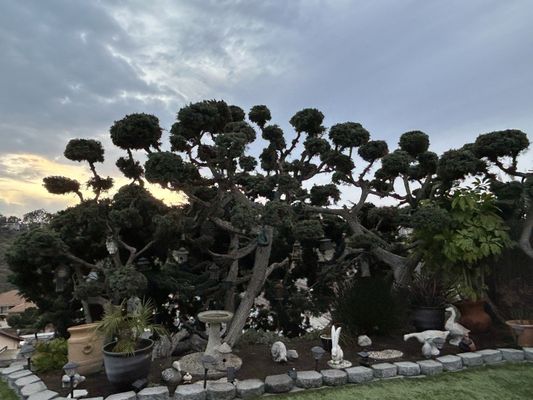 DAVID BAHENA YARD, TREE, AND HOME SERVICES - Updated January 2026 - 51 ...