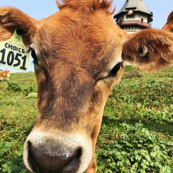 HIGH LAWN FARM - Updated December 2024 - 148 Photos & 56 Reviews - 535 ...