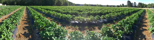 THE COLLARD PATCH - Updated October 2025 - 7012 Pulley Town Rd, Wake ...