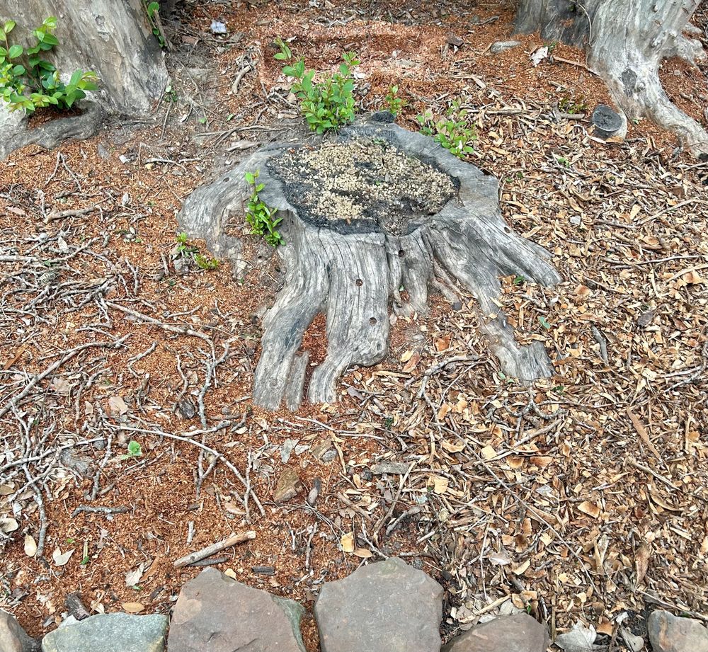 DUKES STUMP GRINDING - Updated March 2025 - Houston, Texas - Tree ...