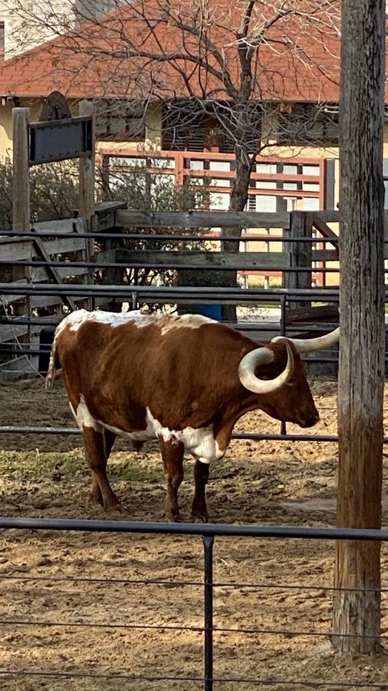 STOCKYARDS MUSEUM - 52 Photos & 11 Reviews - 131 E Exchange Ave, Fort ...