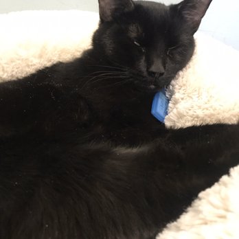 MEOWS CORNER - Updated October 2025 - 47 Photos & 39 Reviews - 21435 ...