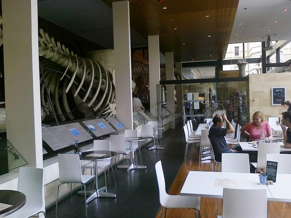 BALAENA CAFE - Updated May 2024 - South Australian Museum, Adelaide ...