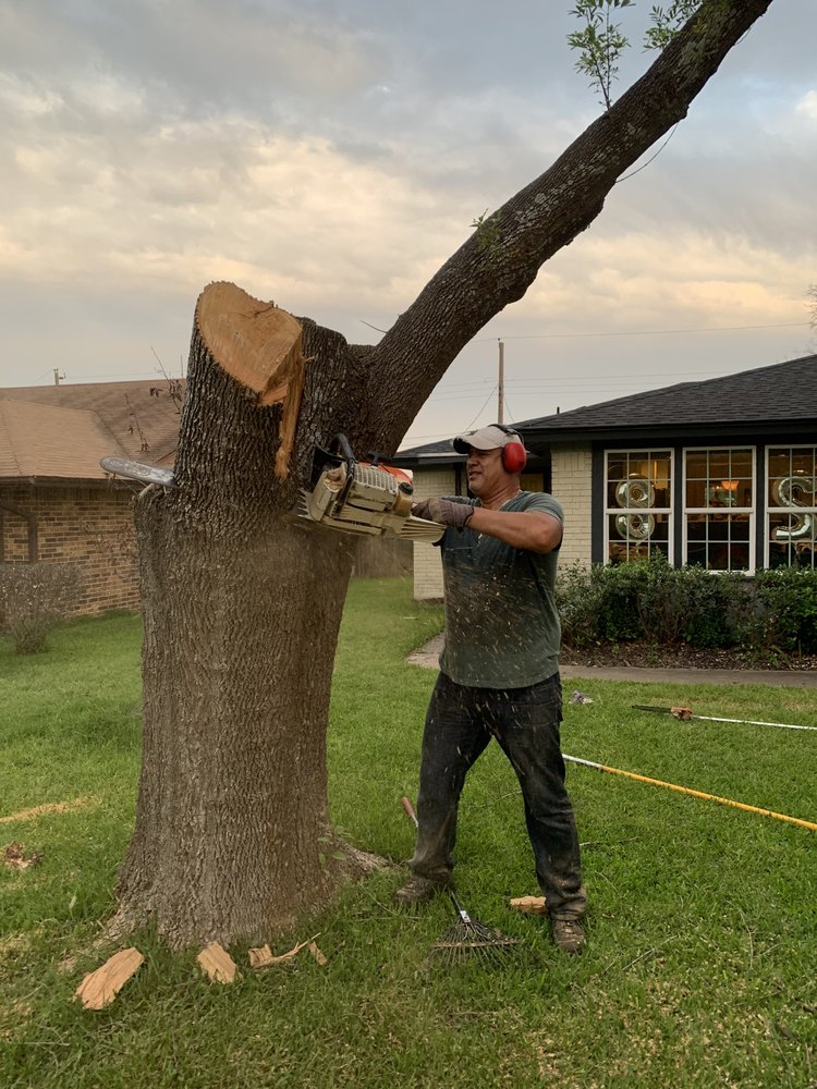 MORALES TREE EXPERT - Updated July 2025 - 24 Photos - Austin, Texas ...