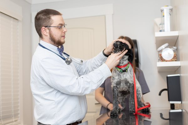 COMPASSION PET CARE - Updated May 2026 - 11 Photos & 11 Reviews - 9830 ...