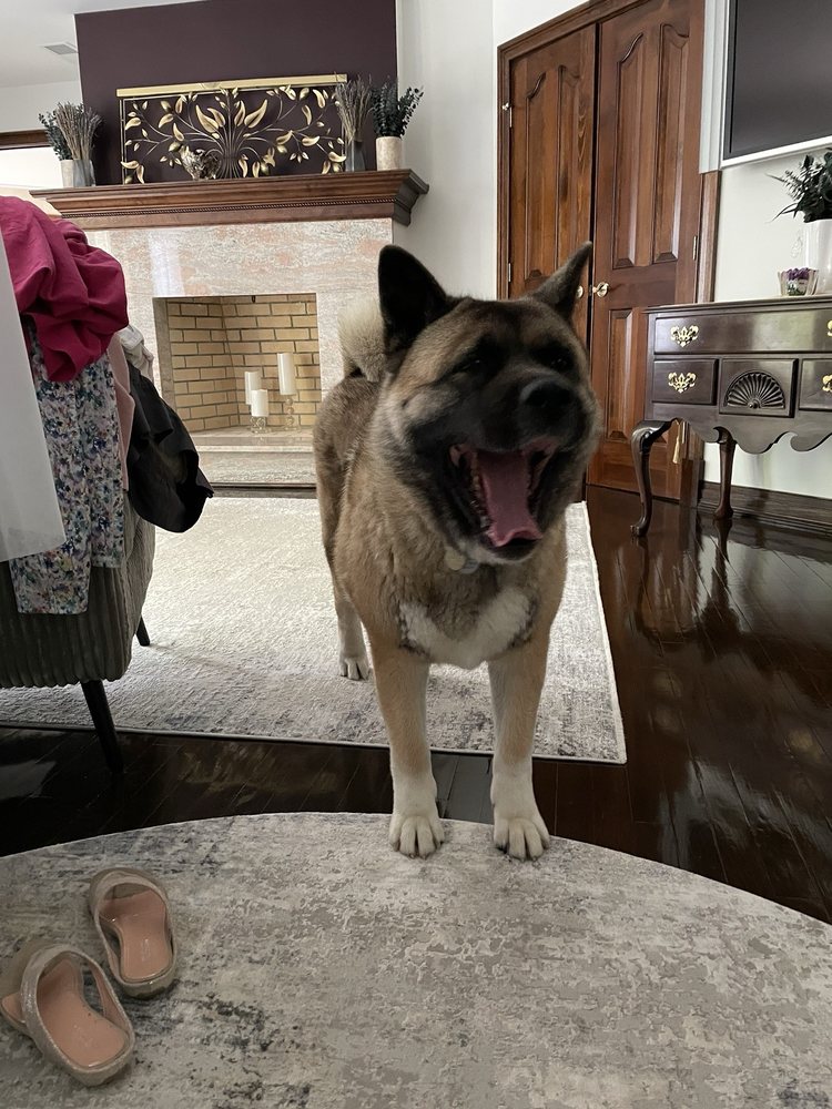 LOUIS B PIEPER, DVM - Updated October 2025 - 20 Reviews - 755 Barnum ...