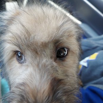 THE DOG BARBER - Updated March 2025 - 158 Photos & 230 Reviews - 1903 ...