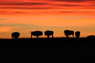PRAIRIE RIDGE BUFFALO RANCH TOUR - Updated October 2025 - 23001 County ...