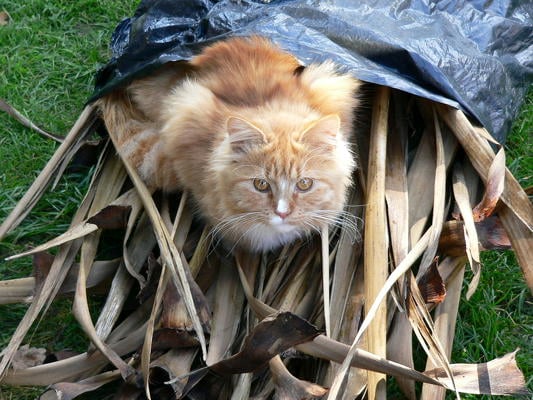 TEAM PAWS - Rosebery Road, Epsom, Surrey, United Kingdom - Dog Walkers ...