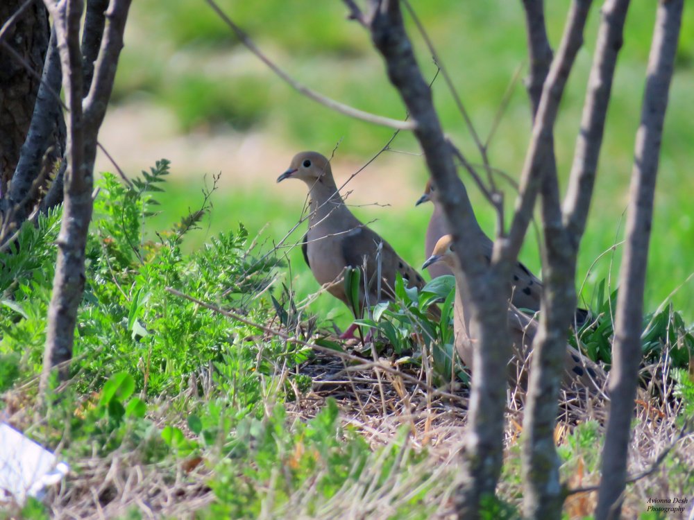 WEST COVINGTON PARK - 39 Photos - 101 W Cromwell St, Baltimore ...