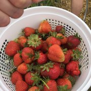 MESSICK’S FARM MARKET - 110 Photos & 69 Reviews - Farmers Market - 6025 ...