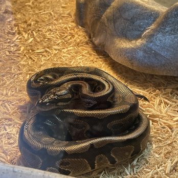 LLLREPTILE & SUPPLY - 321 Photos & 383 Reviews - 700 Seagaze Ave ...