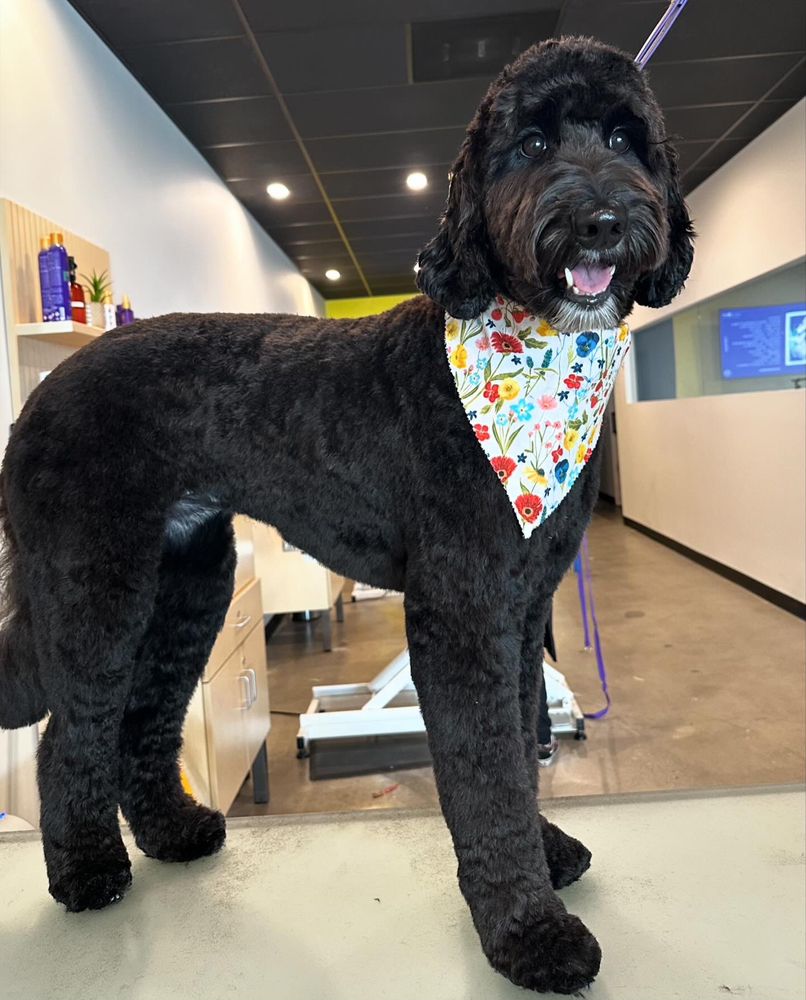 WELL GROOMED PETS - ORANGE COUNTY - Updated August 2024 - 107 Photos ...