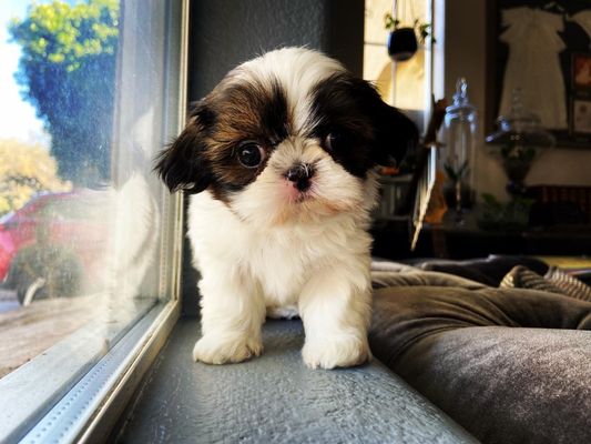 THE FAMILY SHIH TZU - ARIZONA PREMIER SHIH TZU BREEDER - Updated April ...