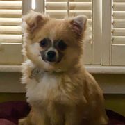 JACK’S DOG FARM - 25 Photos & 30 Reviews - 6370 Easton Rd, Pipersville ...