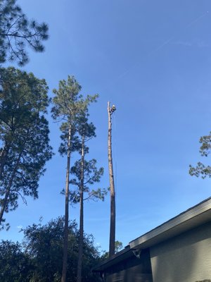 JOHN SISCO TREE SERVICE AND REMOVALS - Updated December 2025 - 12 ...