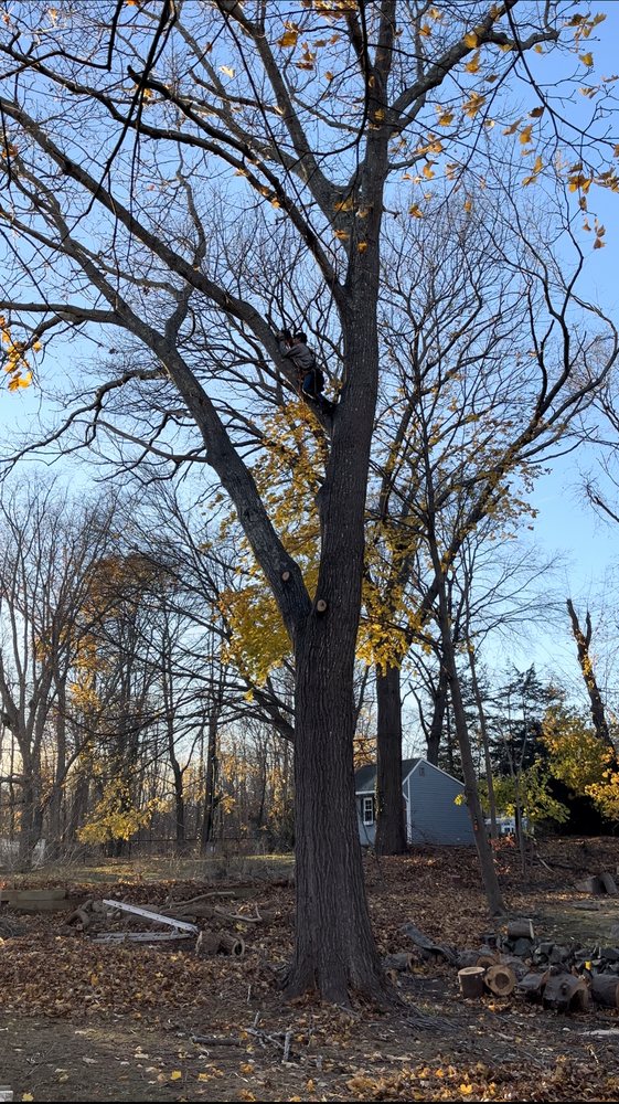 Green Arbor Tree & Property, Plymouth | Roadtrippers