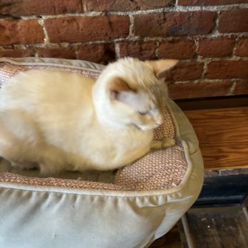 THE BISCUIT FACTORY CAT LOUNGE - Updated December 2025 - 40 Photos & 10 ...