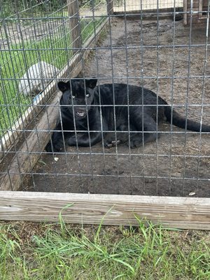 SAFARI NORTH WILDLIFE PARK - Updated August 2025 - 67 Photos & 36 ...