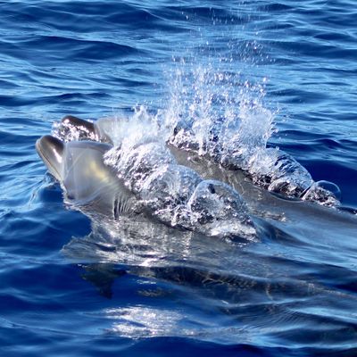 DOLPHIN EXCURSIONS HAWAII - Updated December 2025 - 601 Photos & 786 ...