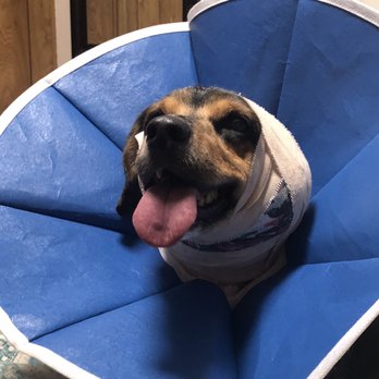 CERBAT CLIFFS ANIMAL HOSPITAL - Updated September 2024 - 31 Photos & 28 ...