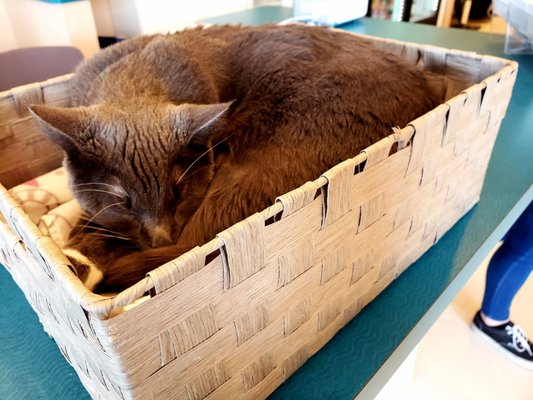 CATOPIA CAT CAFE - Updated March 2025 - 99 Photos & 45 Reviews - 8001 Wyoming Blvd NE ...