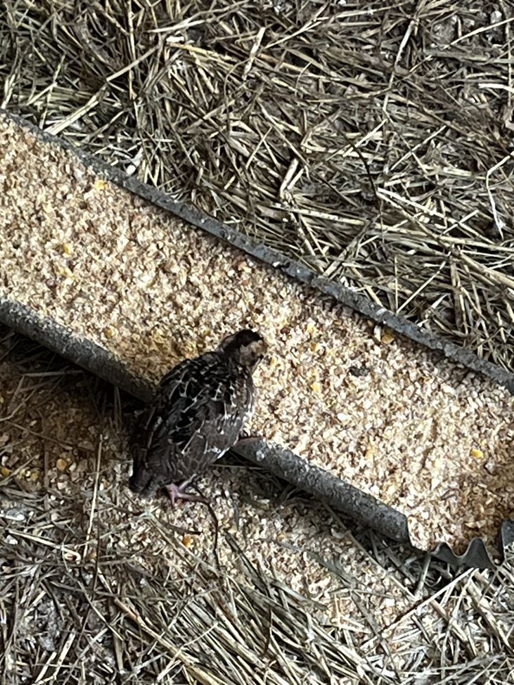 EVERYTHING QUAIL - Request Information - 12505 NW 202nd St, Alachua, Florida - Pet Stores ...