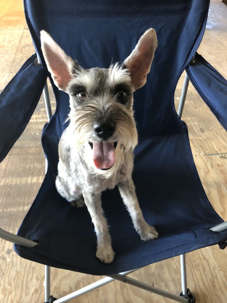 CALIFORNIA MINIATURE SCHNAUZER RESCUE - Updated May 2024 - 25 Reviews ...