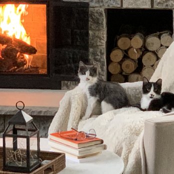 CATVANDO CAT RESCUE - Updated October 2025 - Maywood, Illinois - Animal ...