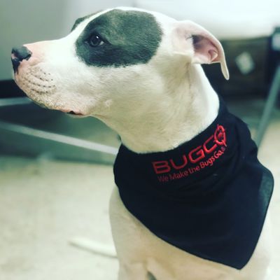 BUGCO PEST CONTROL - Updated April 2025 - 49 Photos & 548 Reviews ...