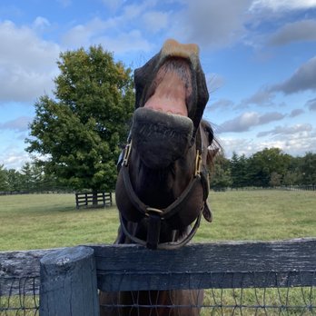 MILL RIDGE FARM - Updated October 2025 - 73 Photos & 16 Reviews - 2800 ...