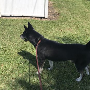 BREVARD COUNTY ANIMAL SERVICES AND ENFORCEMENT - Updated December 2025 ...