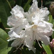 MYTOI JAPANESE GARDENS - 41 Dike Rd, Edgartown, Massachusetts ...
