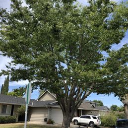 Terry's Tree Service Reviews | Read Customer Service Reviews of ...