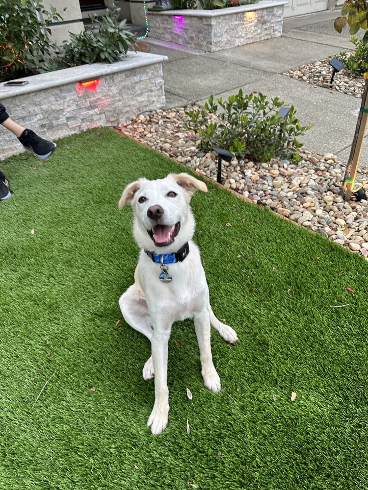 ALL OVER ROVER & CATS TOO - Updated July 2025 - 62 Photos & 67 Reviews ...