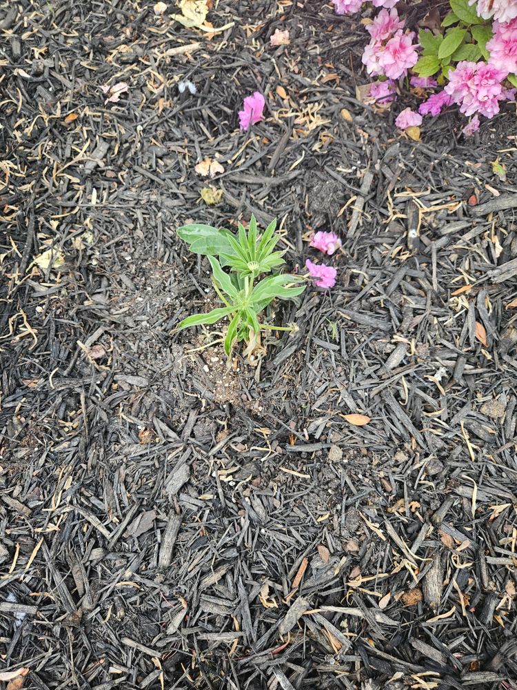 SPOSATO LANDSCAPE - Updated January 2026 - 34 Photos & 16 Reviews ...