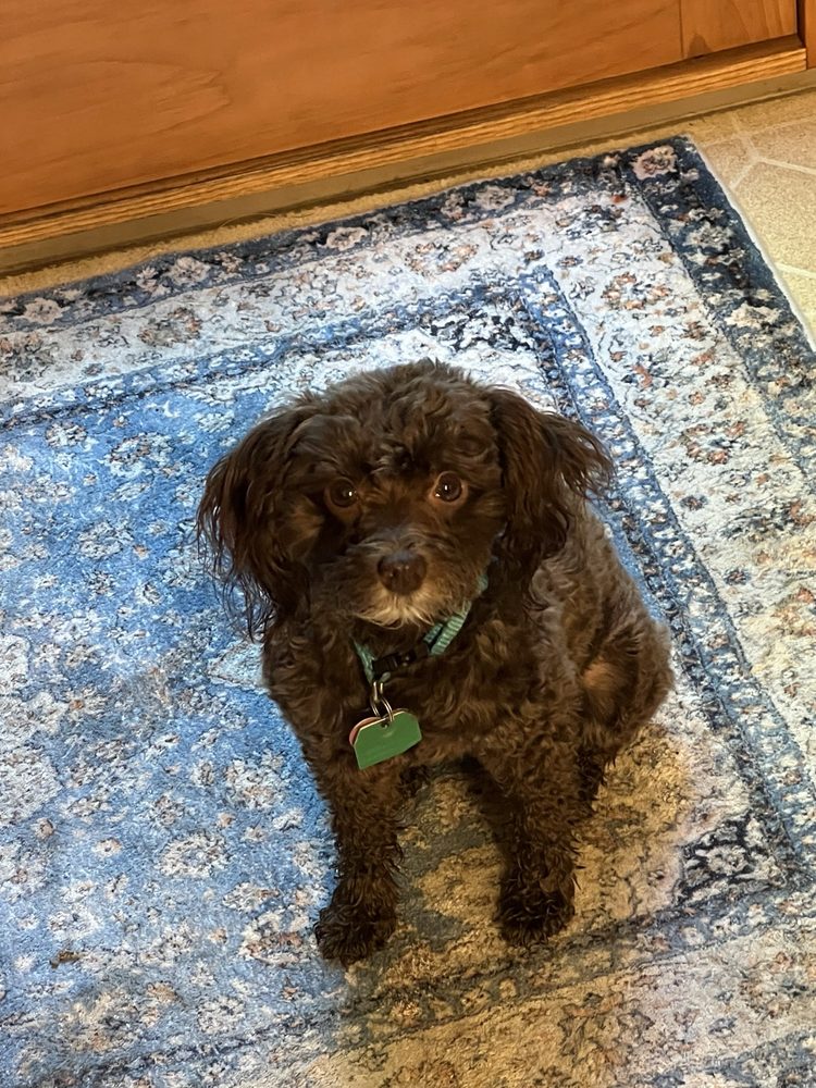 MORNINGSTAR DOG GROOMING - Updated October 2025 - 29 Photos - 213 Lee ...