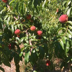 Best Apple Orchards Near Me - August 2025: Find Nearby Apple Orchards ...