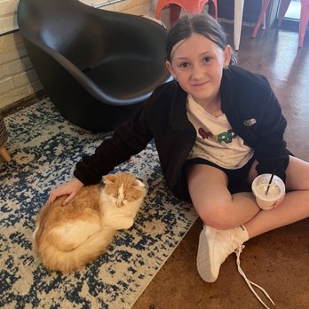MAC TABBY CAT CAFE - Updated February 2025 - 79 Photos & 22 Reviews ...