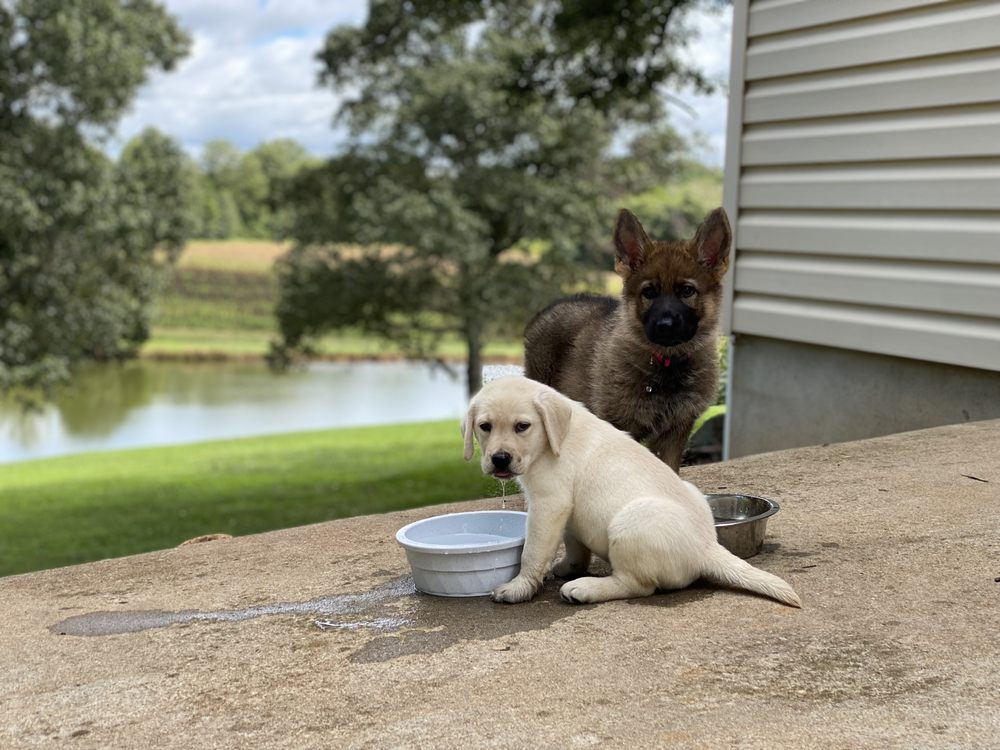 DOGSMITH PUREBREDS - Updated February 2025 - 10 Photos - Pendleton ...