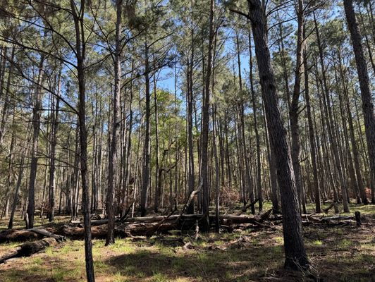 SAPELO ISLAND FERRY - Updated April 2025 - 24 Photos - 1766 Landing Rd ...